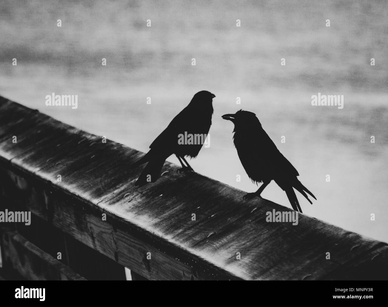 Black and white crow silhouette on a rail over water on a pier Stock ...