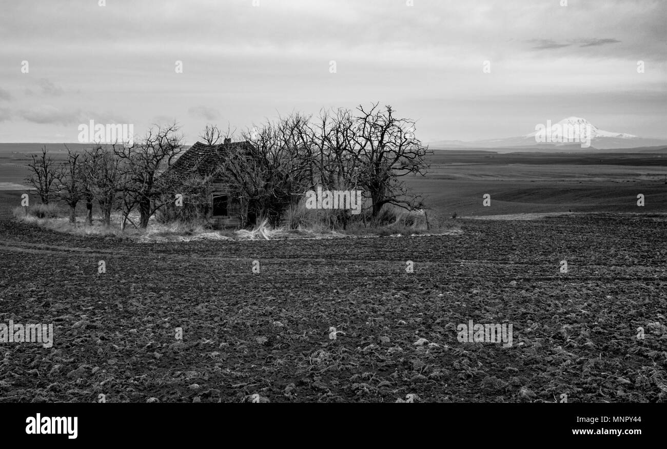 Old abandoned farm house in a plowed field surrounded by trees with a ...