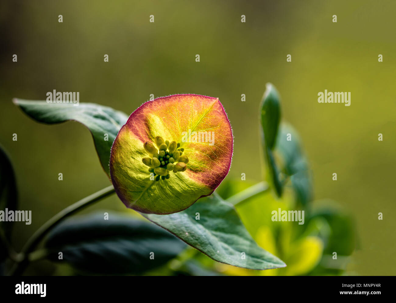 Fresh spring growth emerging in to the sunlight in the morning Stock ...