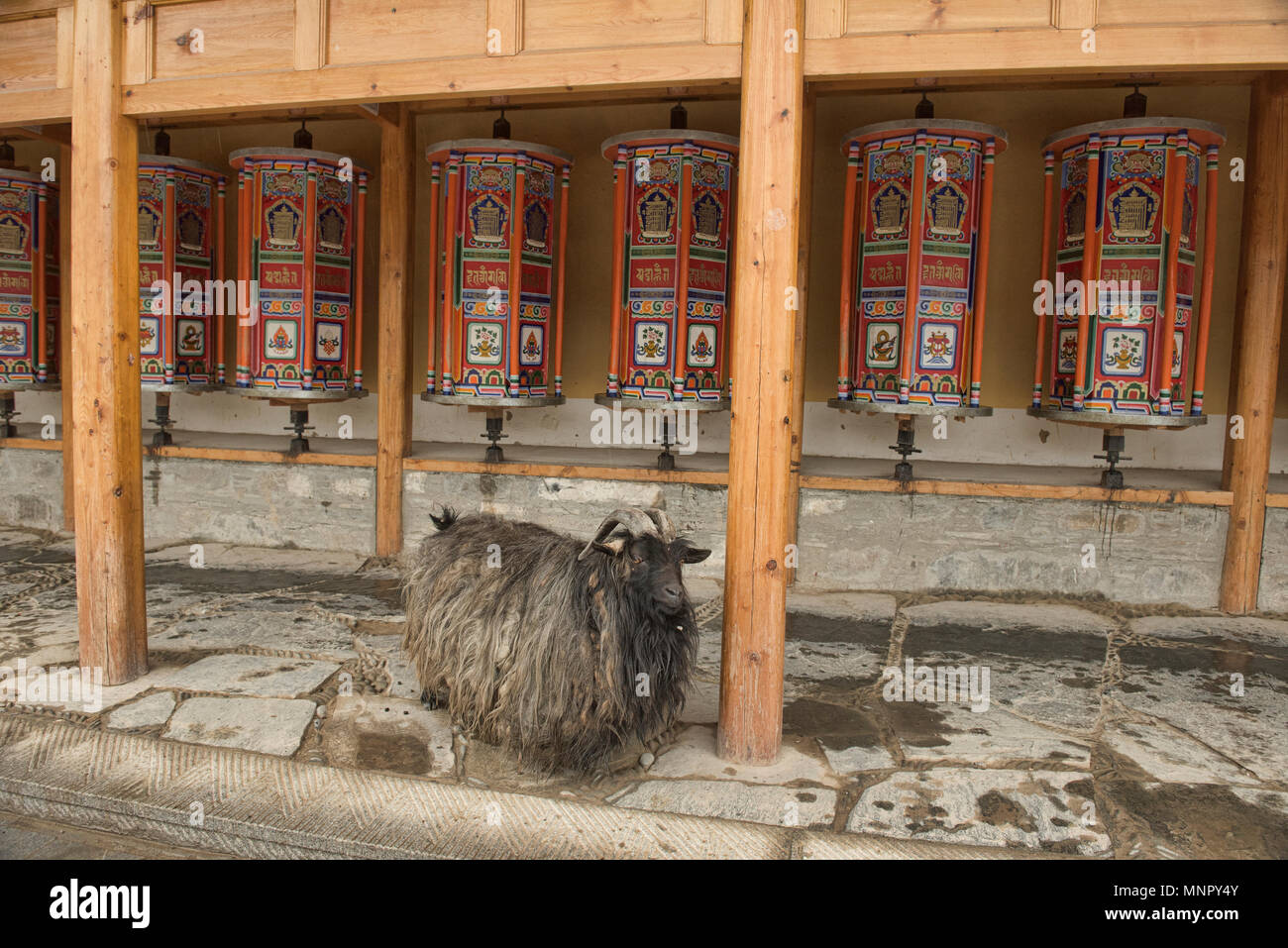 Tibetan goat hi-res stock photography and images - Alamy