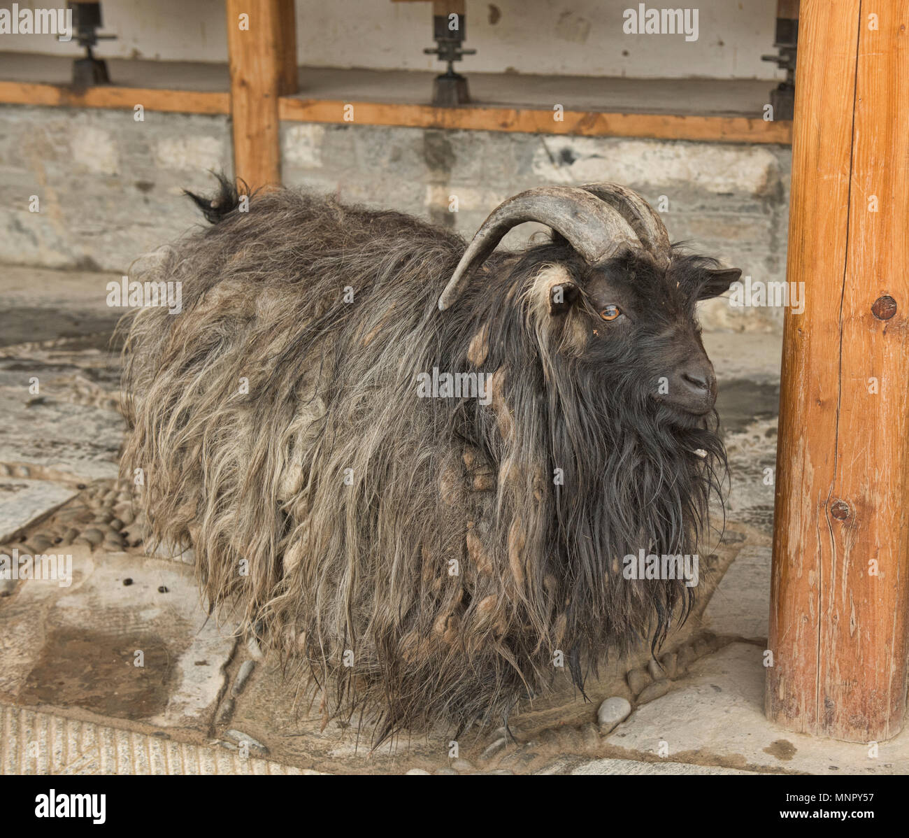 Fat goat obese hi-res stock photography and images - Alamy