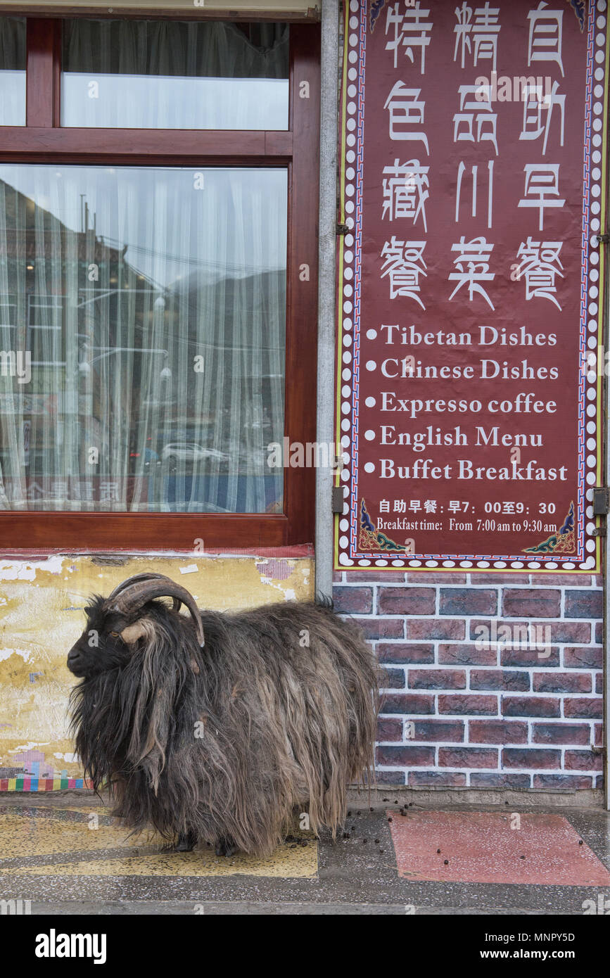 Tibetan goat hi-res stock photography and images - Alamy