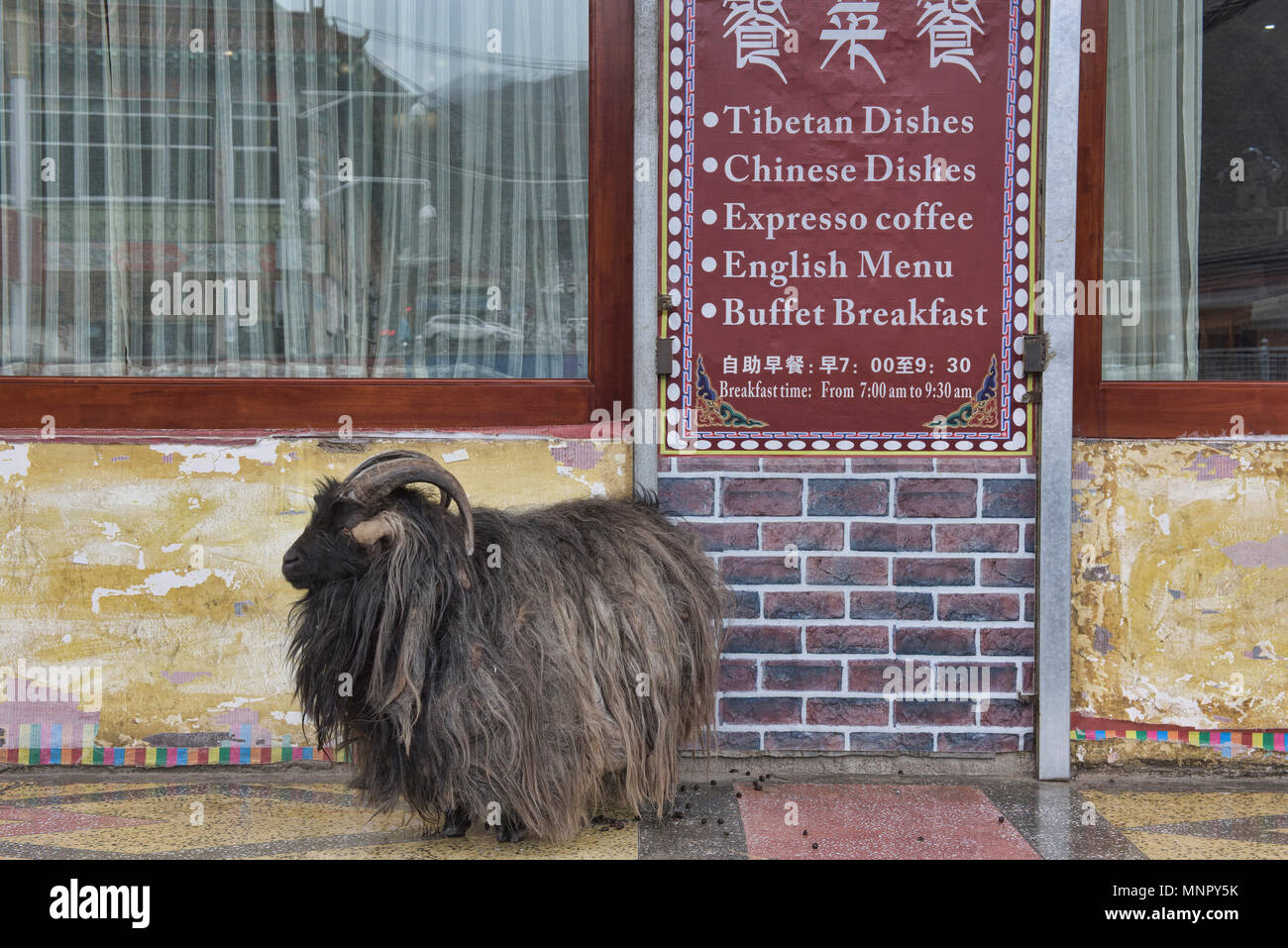 Tibetan goat hi-res stock photography and images - Alamy