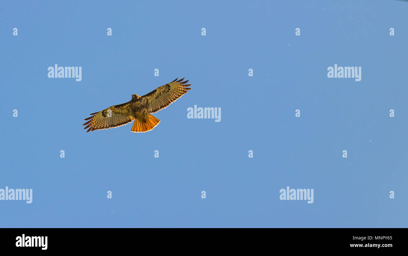 A hawk flying against the sun against a blue sky Stock Photo - Alamy