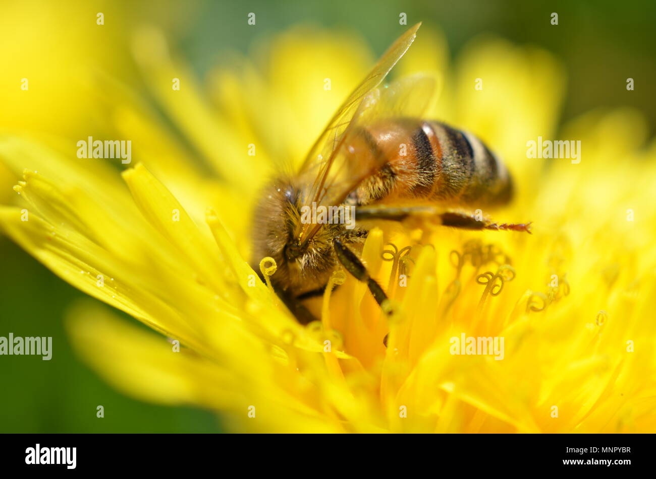 Danelion flower hi-res stock photography and images - Alamy