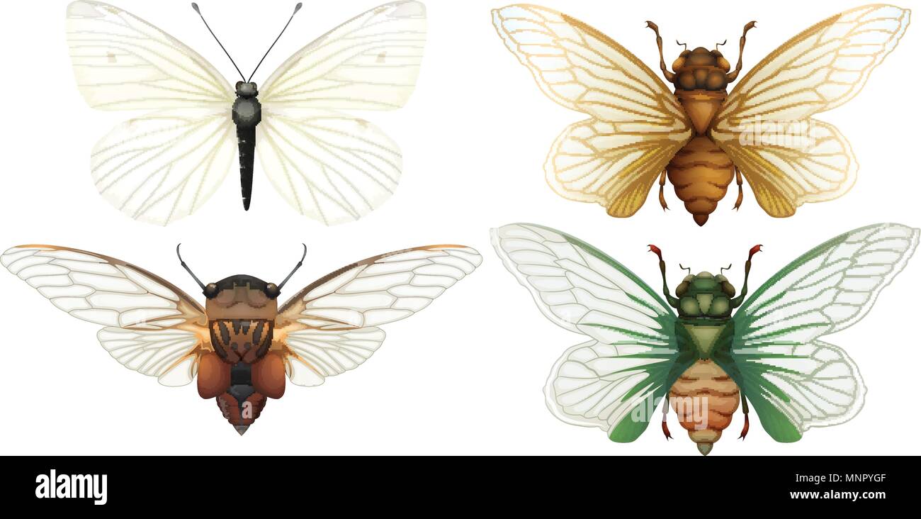 Cicada Illustration Stock Photos & Cicada Illustration Stock Images - Alamy