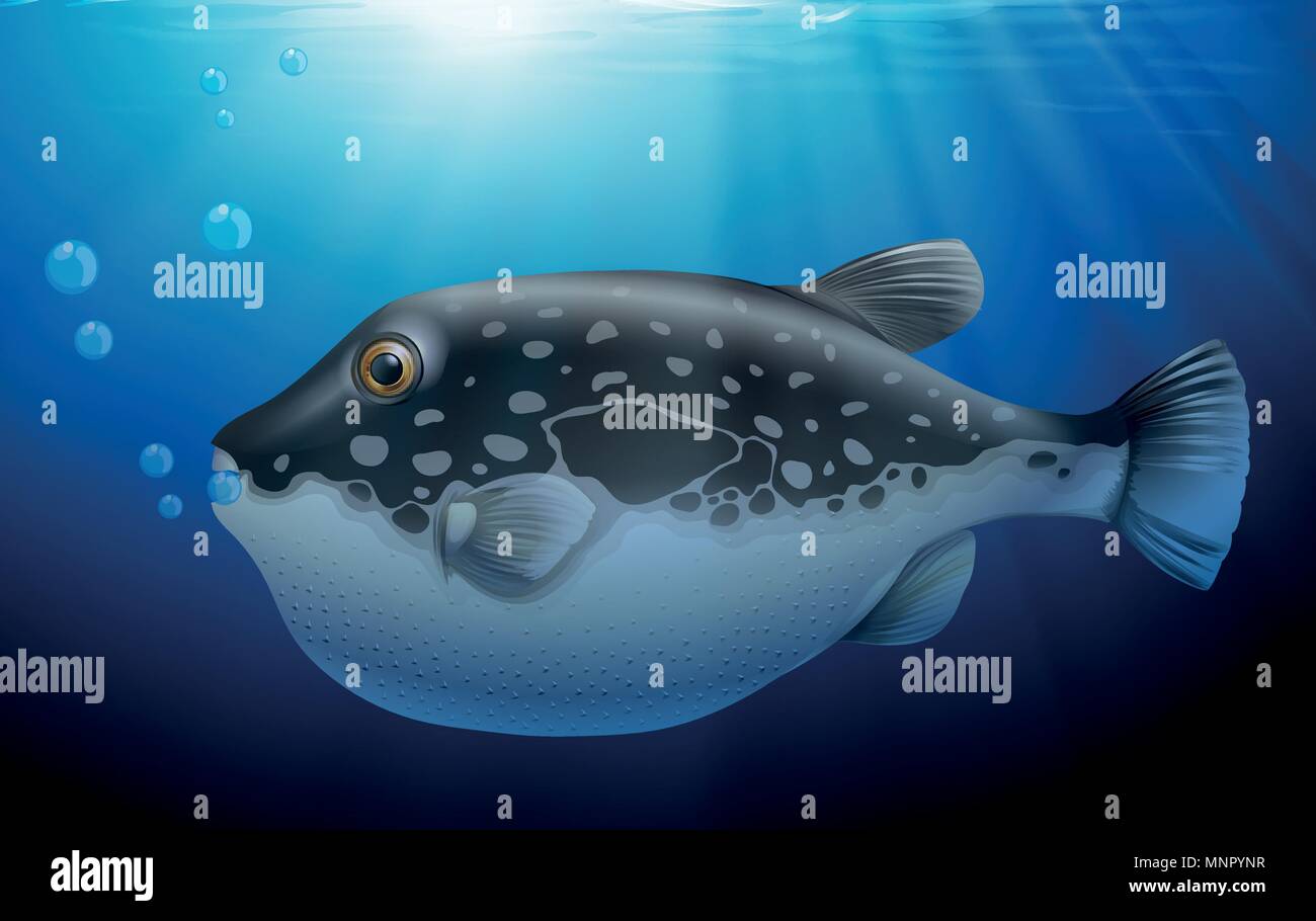 Puffer fish drawing illustration hi-res stock photography and images ...