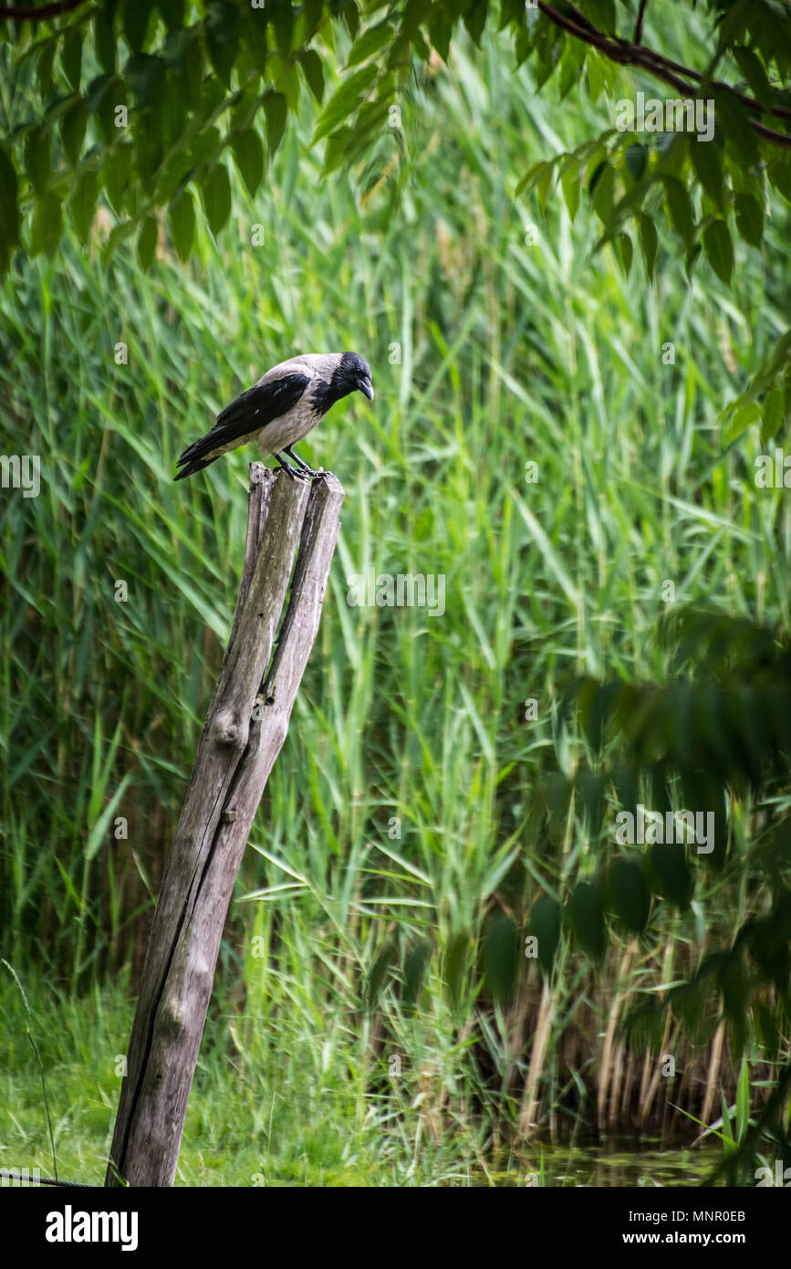 The crow sits on a tree near a pond in the distance Stock Photo - Alamy