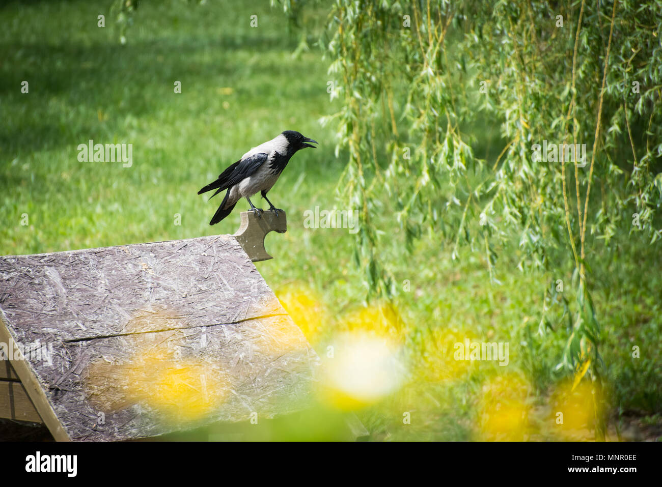 A crow is among the blooming greenery of the park in the distance Stock ...