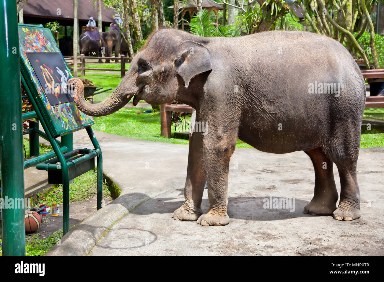 Artistic Elephant drawing a picture on elephants show, Bali, Indonesia ...