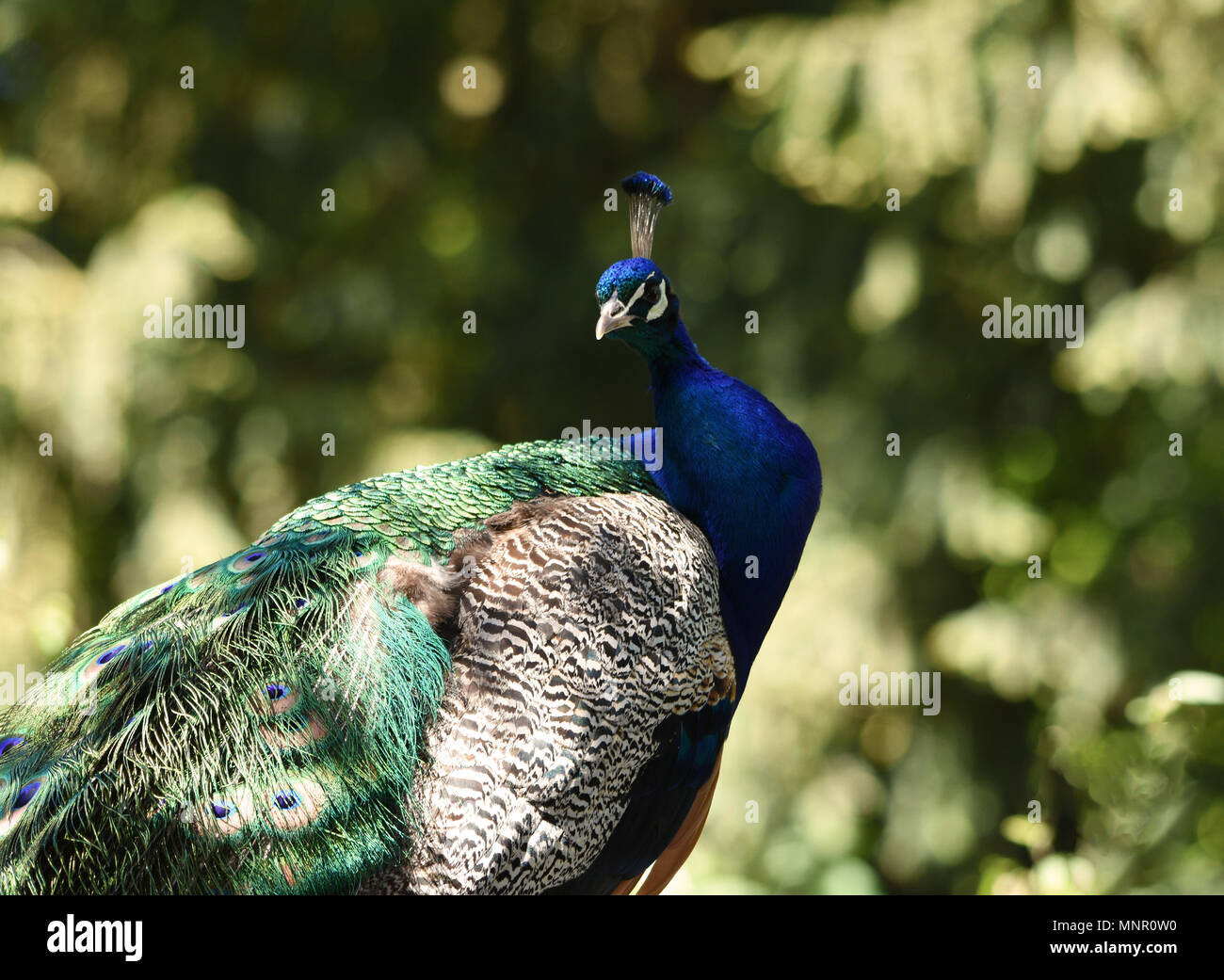 Arabian peacock hi-res stock photography and images - Alamy