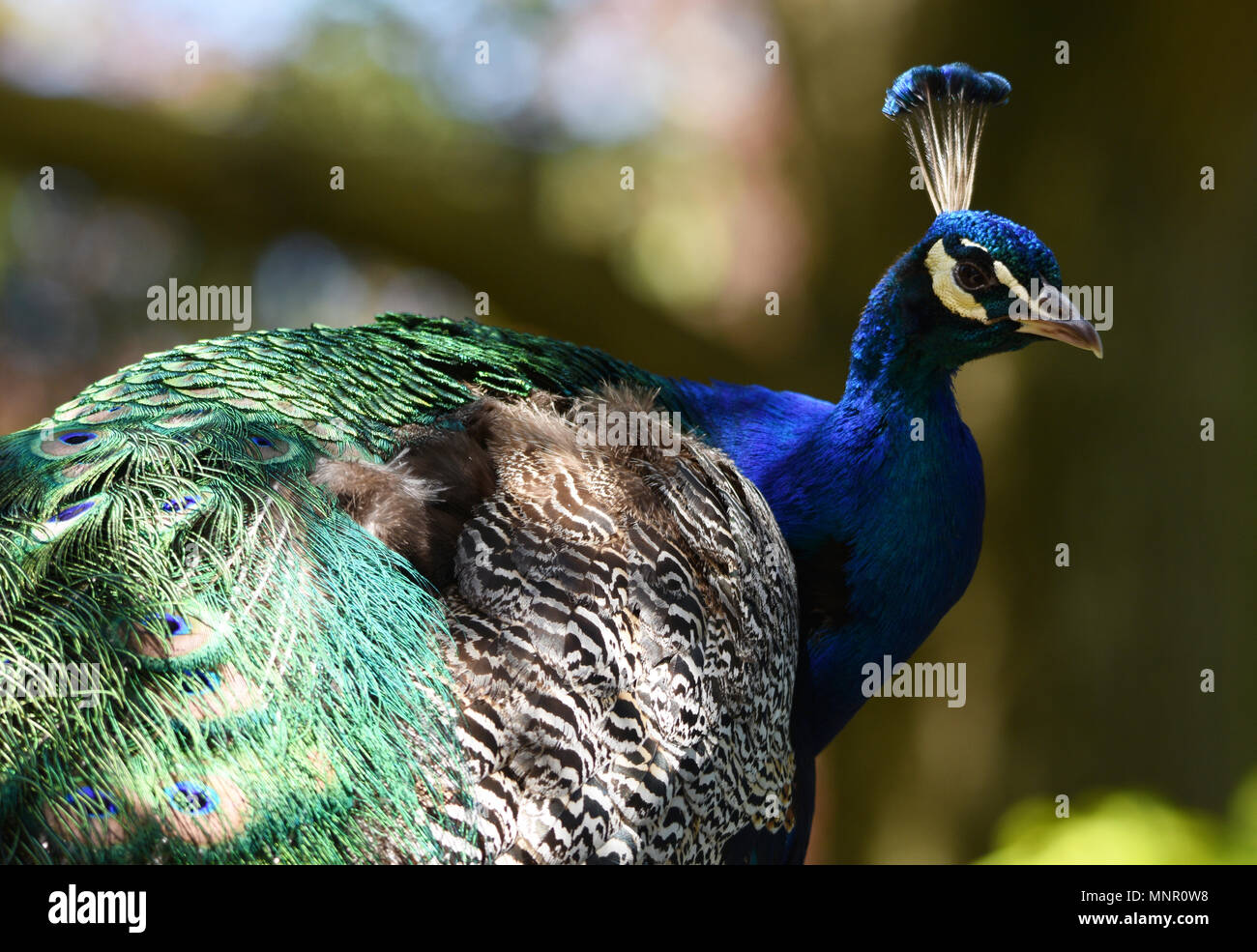 Real peacock hi-res stock photography and images - Alamy