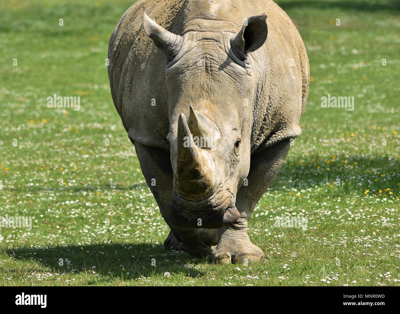 White rhino charging hi-res stock photography and images - Alamy