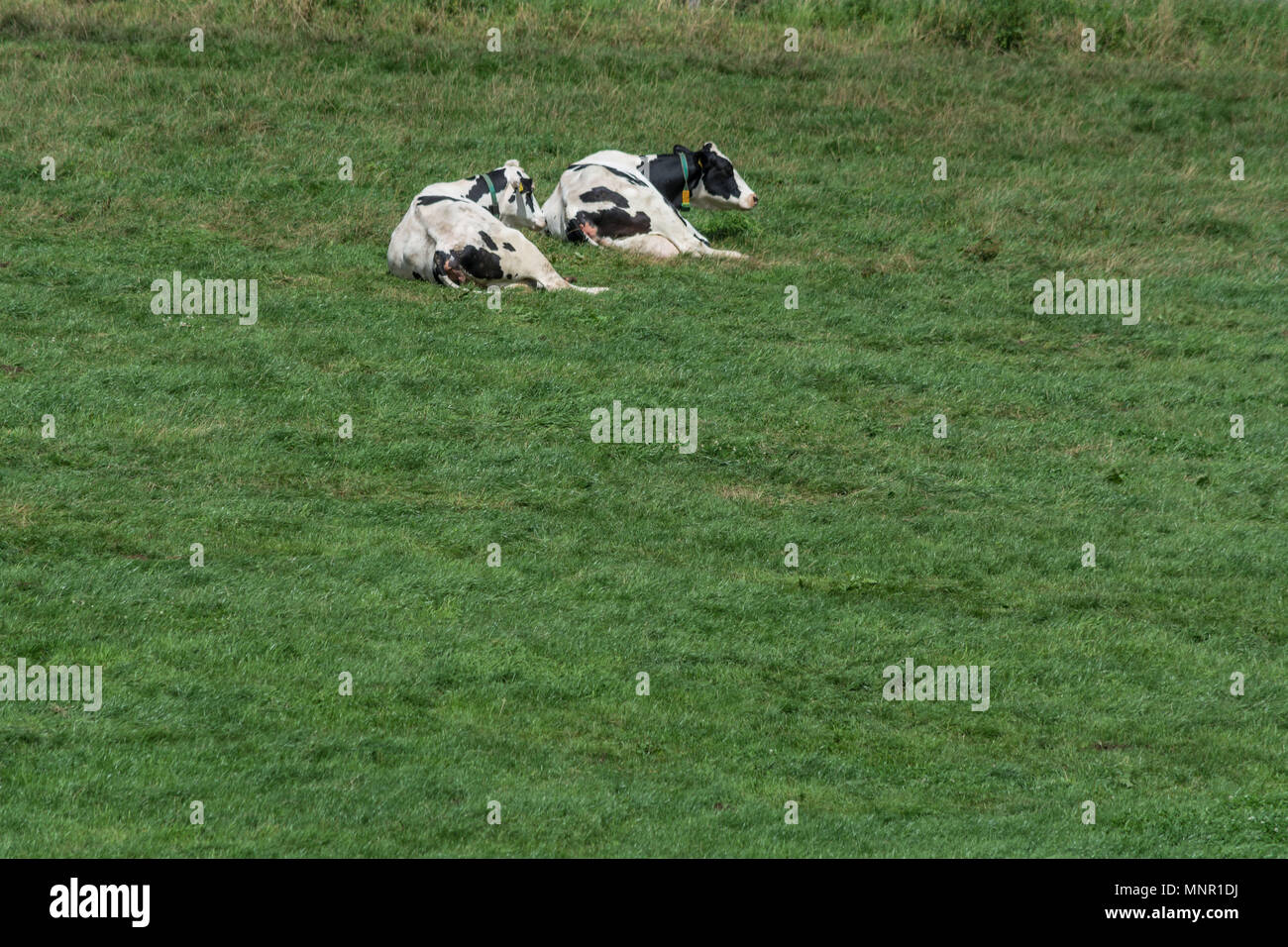 Cows of a dairy grazing on fields of a farm Stock Photo - Alamy