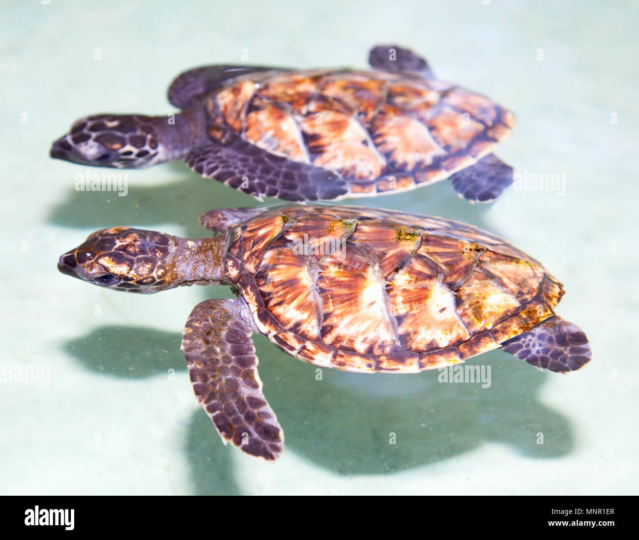 Baby sea turtle swimming hi-res stock photography and images - Alamy