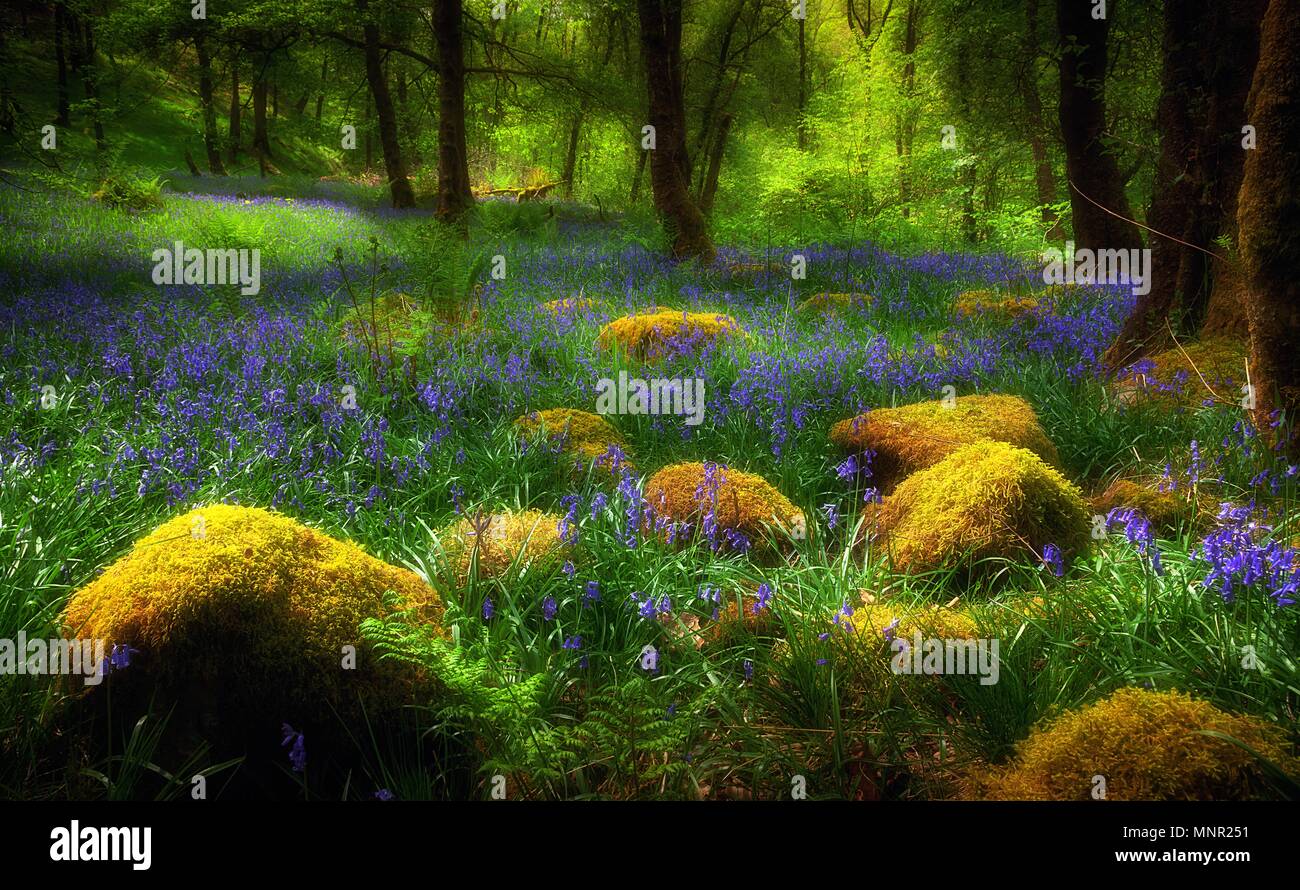Beautiful british woodland spring bluebells hi-res stock photography ...