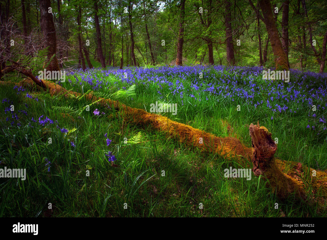 Bluebells tree hi-res stock photography and images - Alamy