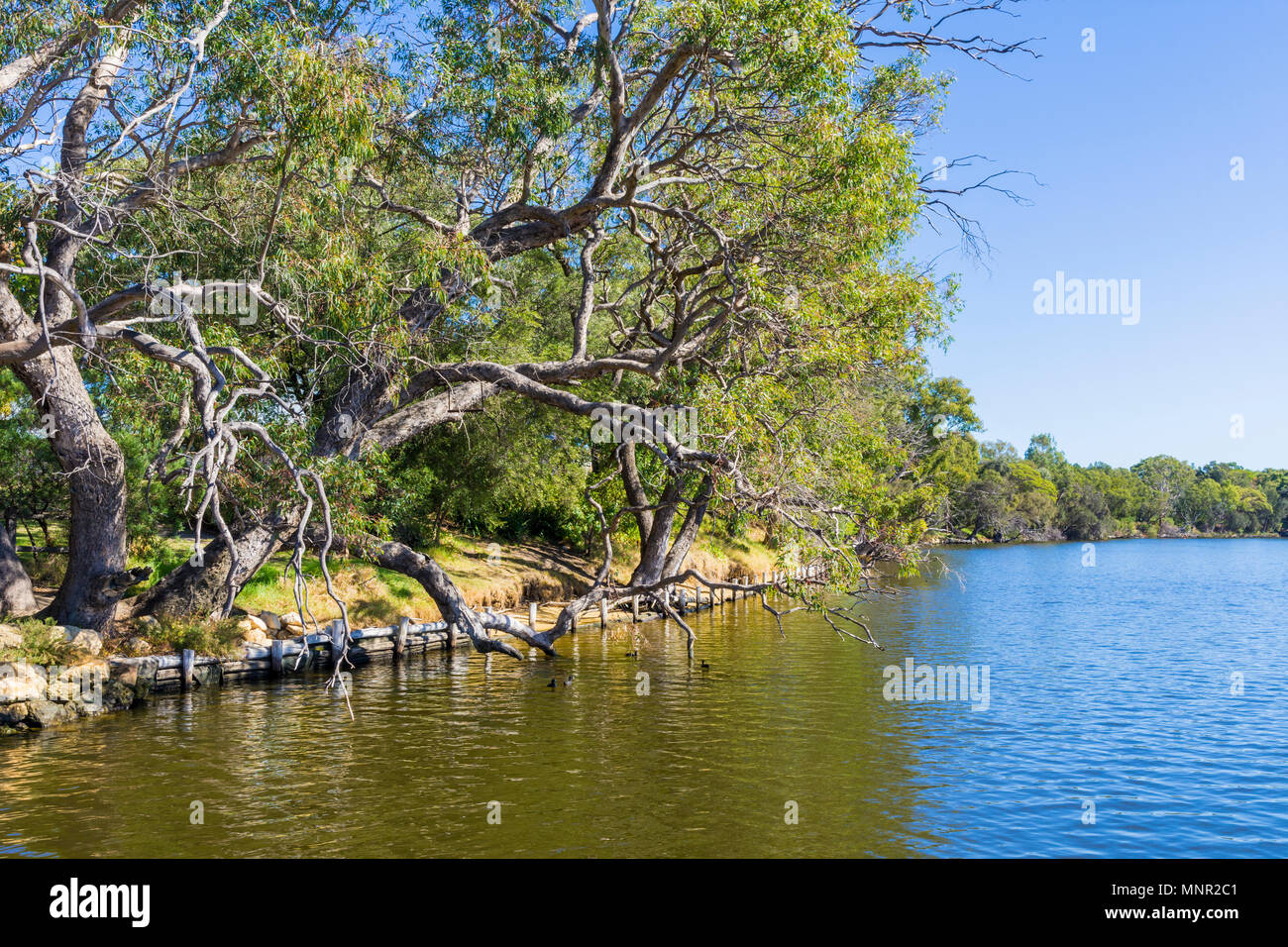 The banks of the Swan River at Maylands, Perth, Western Australia ...