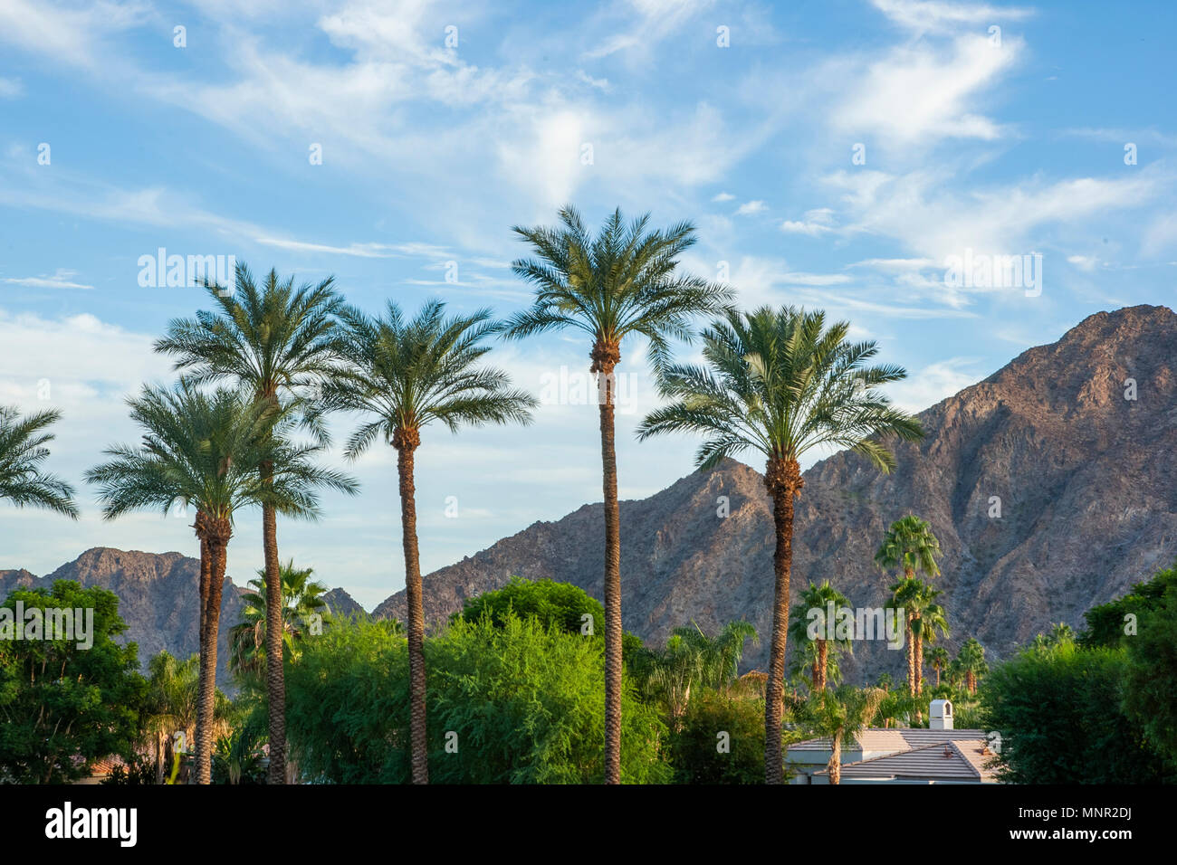 Palm Trees in Palm Springs Stock Photo - Alamy