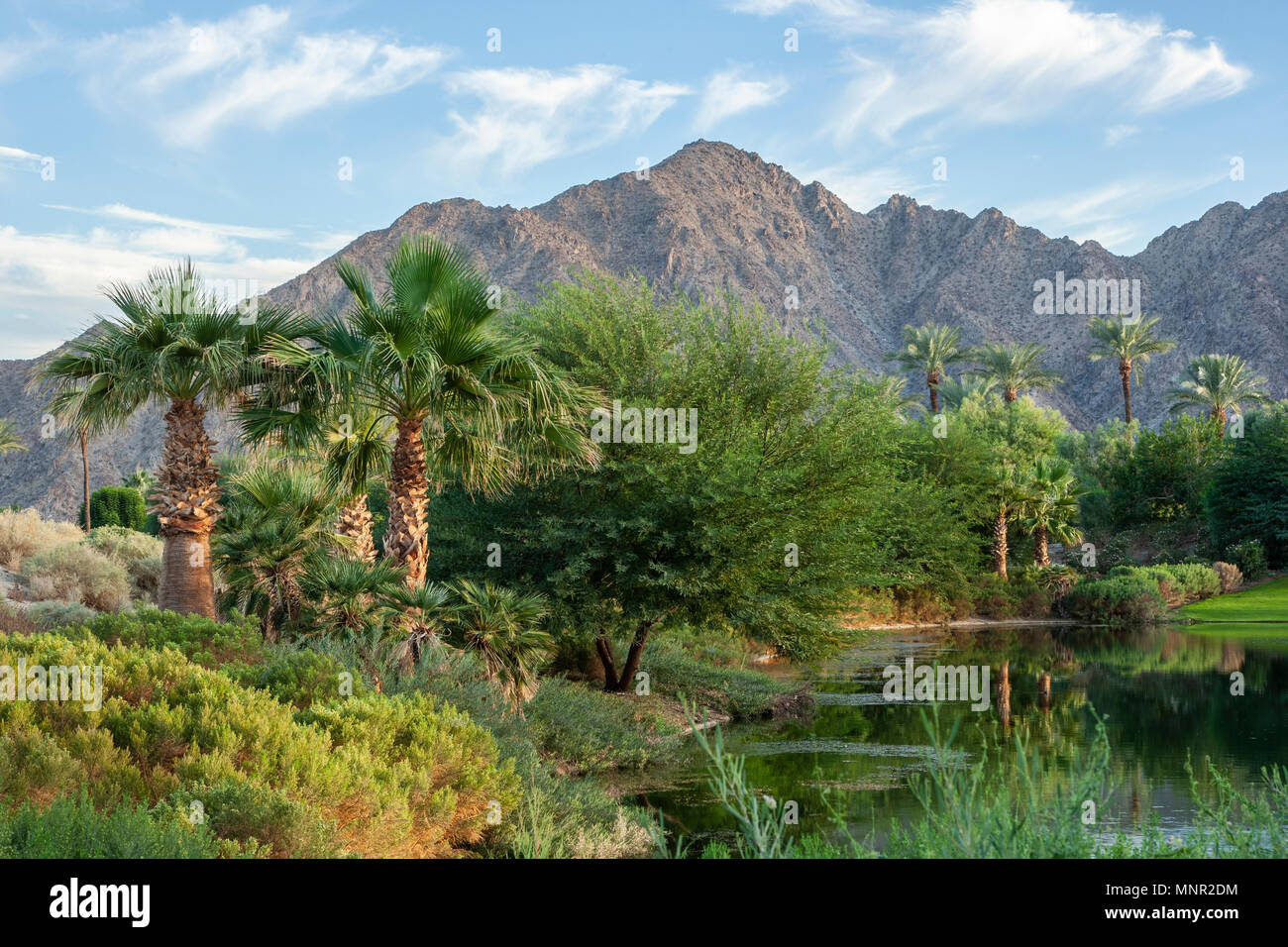 Palm Trees Mountains and Lake in Palm Springs Stock Photo - Alamy