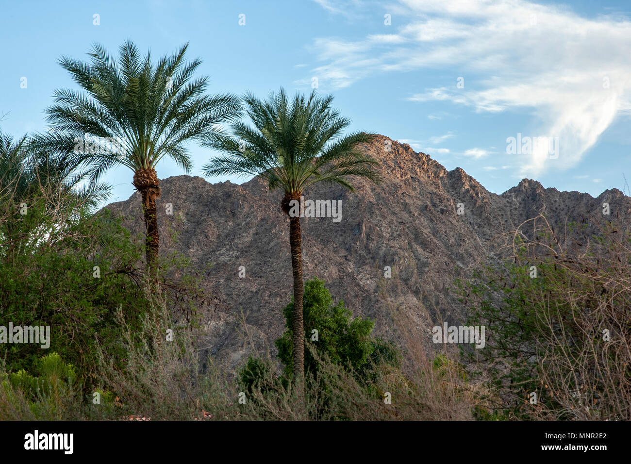 Palm trees mountains springs california hi-res stock photography and ...