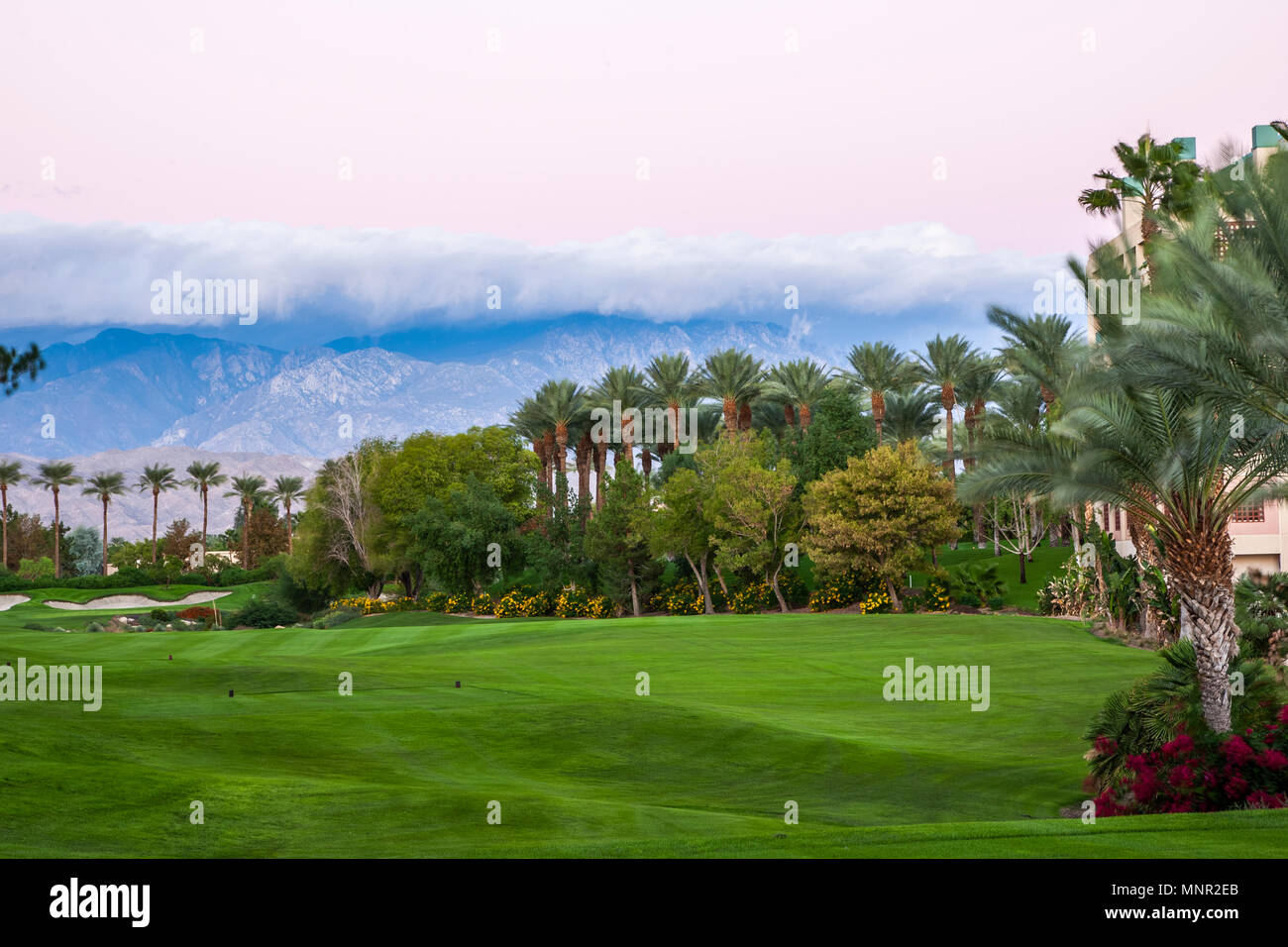 Palm Trees at Palm Springs Golf Course Stock Photo - Alamy