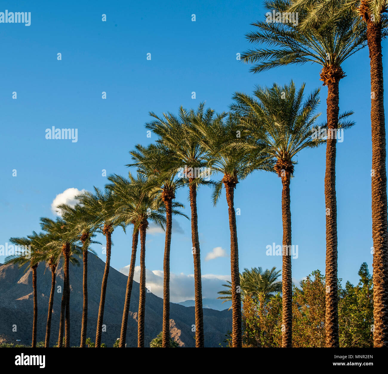 Palm Trees at Palm Springs Stock Photo - Alamy