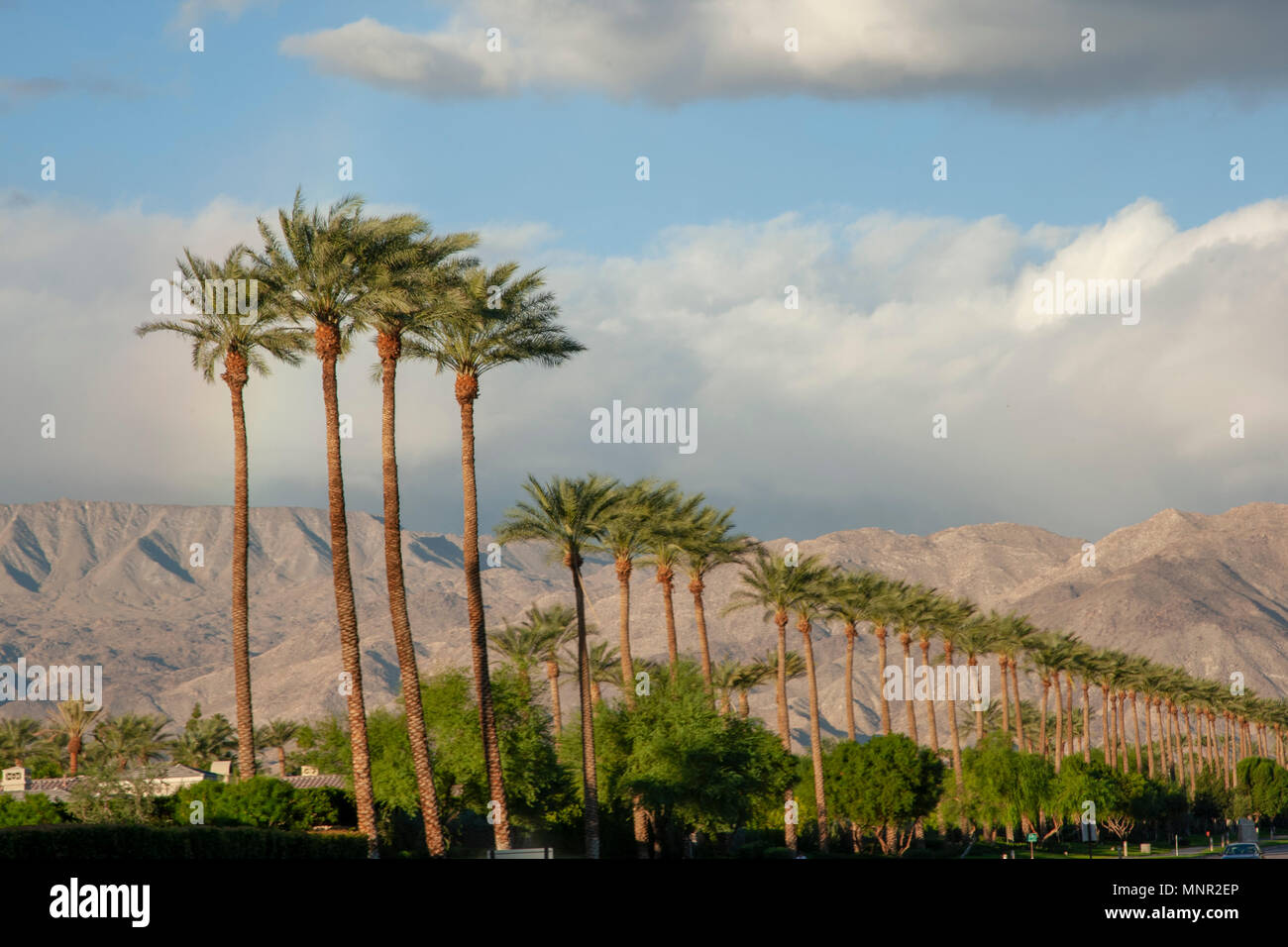 Palm Trees in Palm Springs Stock Photo - Alamy