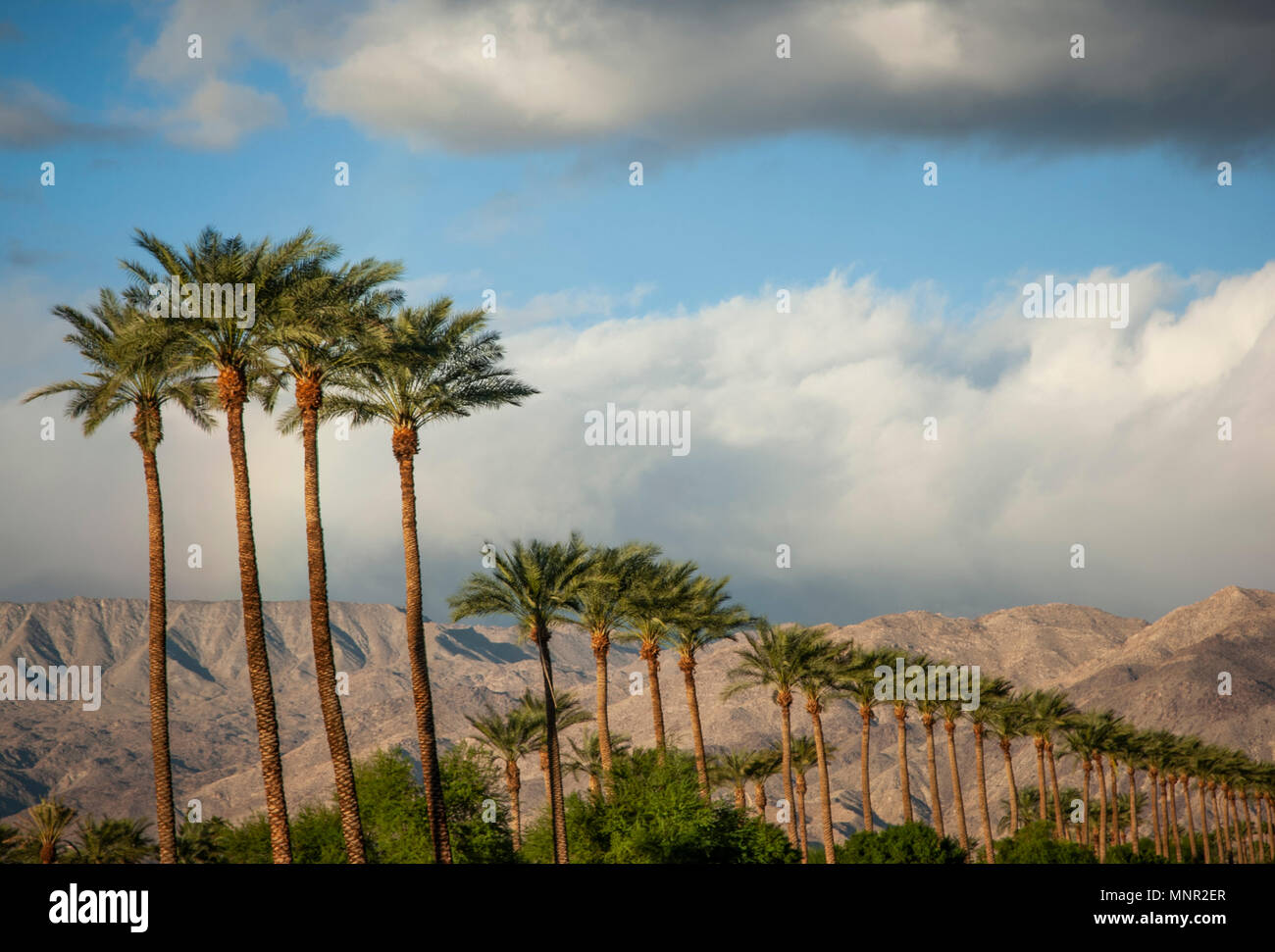 Palm Trees and Sierra Nevada Mountains in Palm Springs Stock Photo - Alamy