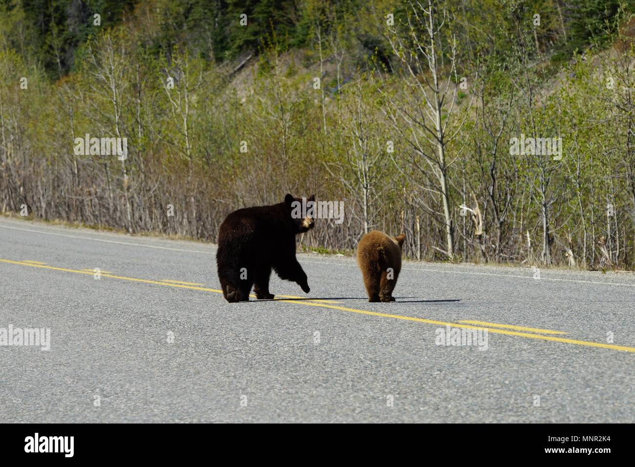 Black bear and her cub crossing the road Stock Photo - Alamy