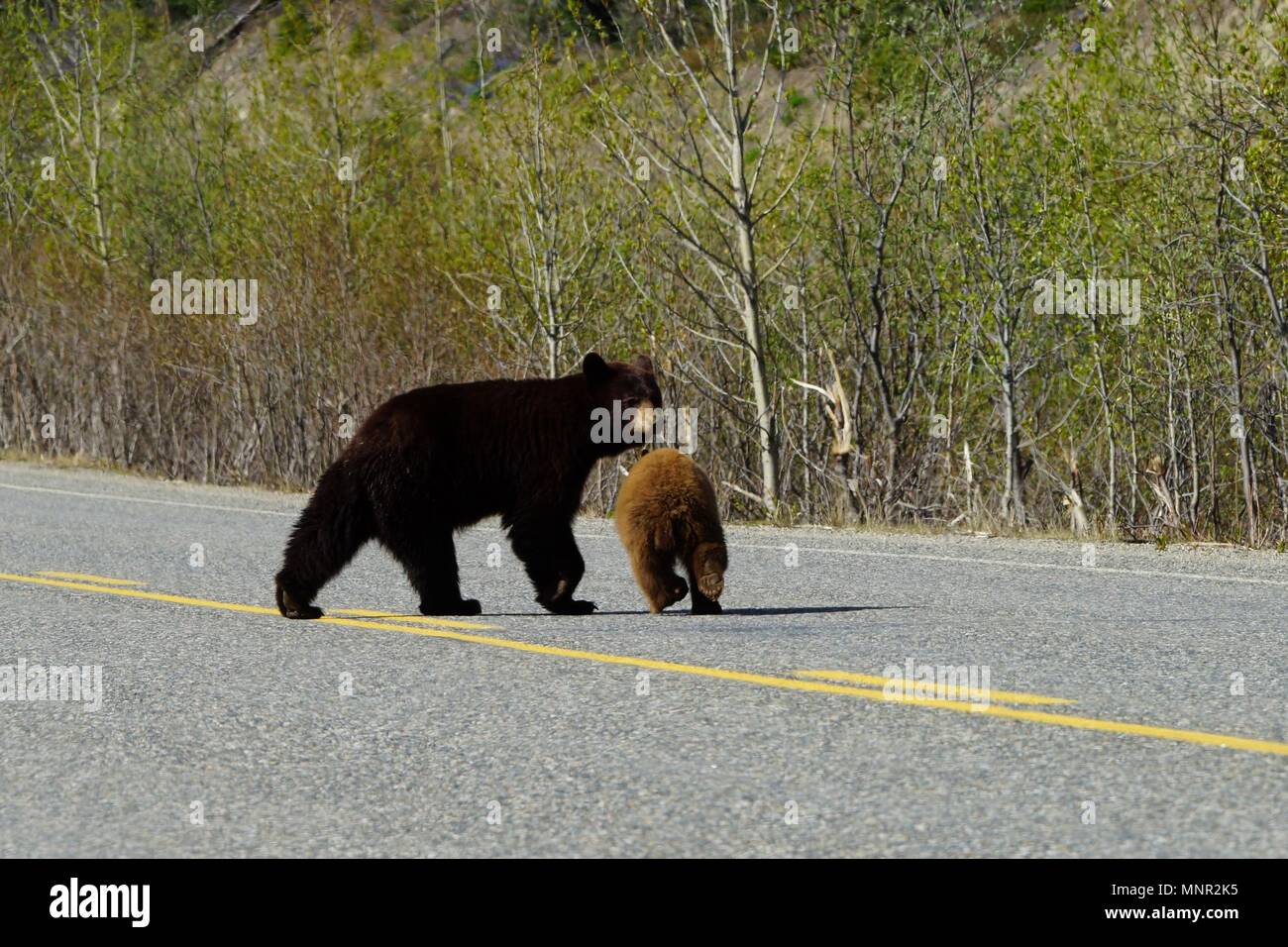 Black bear and her cub crossing the road Stock Photo - Alamy