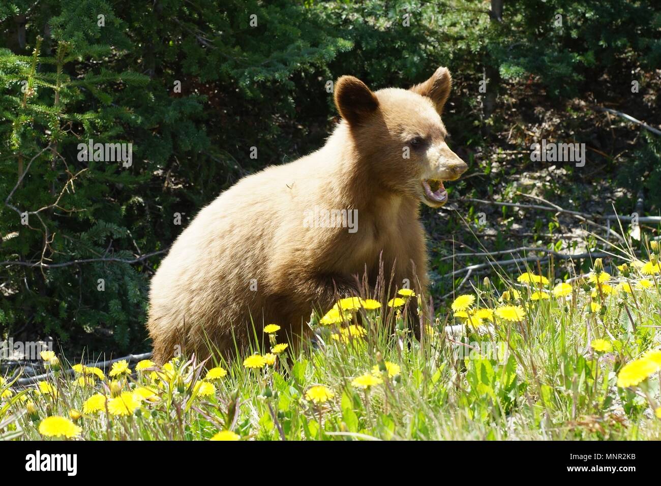 Alaska brown bear spring cub hi-res stock photography and images - Alamy