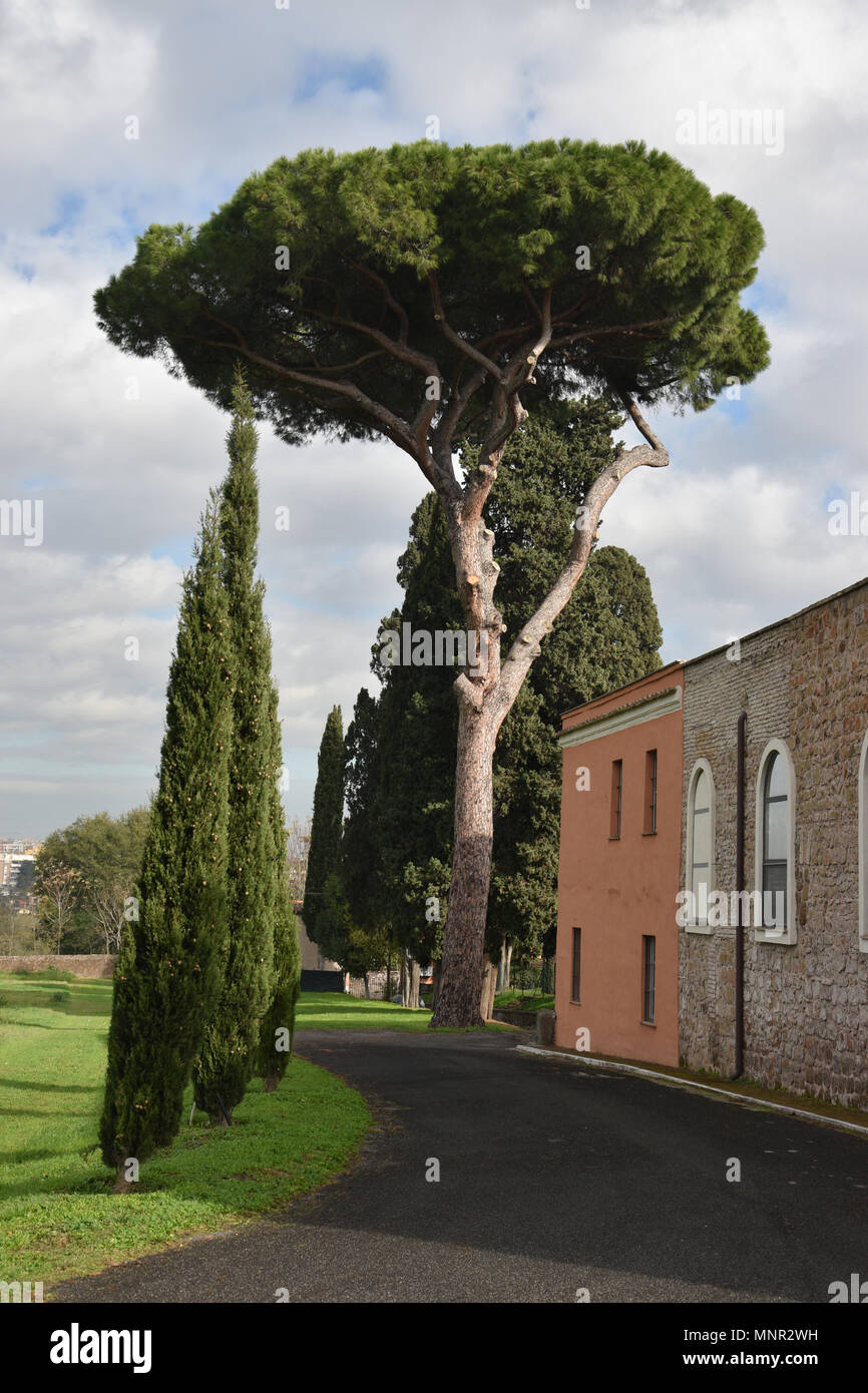 Stone Pines by Salesian Institute S. Tarcisio, Via Appia Antica, Rome ...