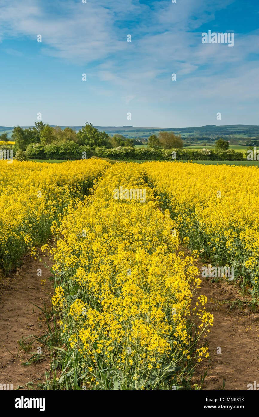 A field of flowering Oil Seed Rape crop with tramlines under a blue sky ...