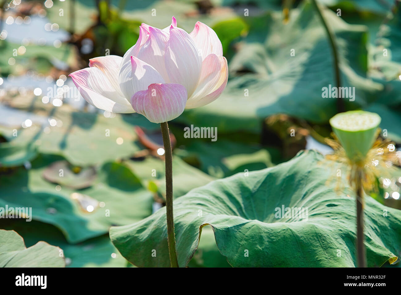 Pink Lotus flowers field and farm in Siem Reap, in Cambodia Stock Photo ...
