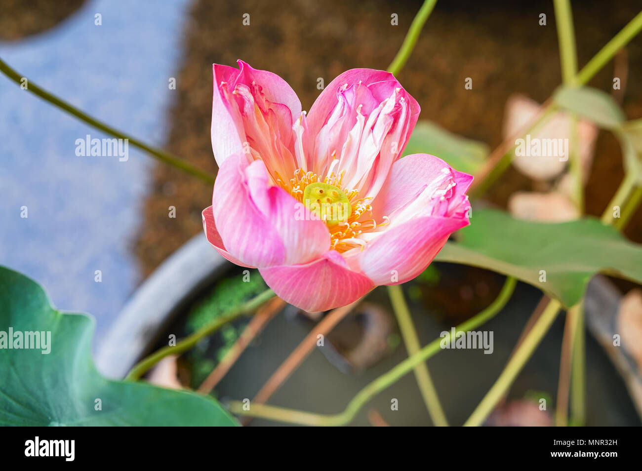 Lotus Flowers At Angkor Wat High Resolution Stock Photography and ...