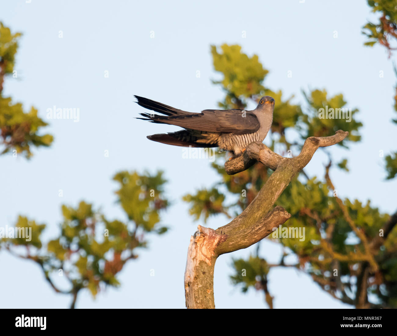 Agrey male Cuckoo (Cuculus canorus) perched in tree at sunrise ...