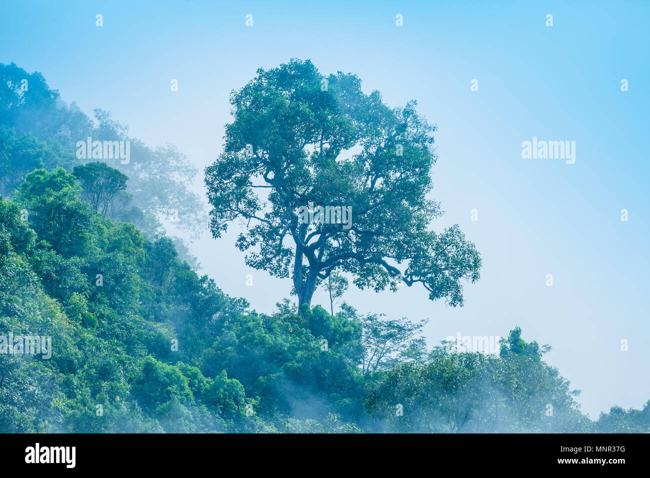 In the morning the cold weather is make floating fog on the mountain as ...