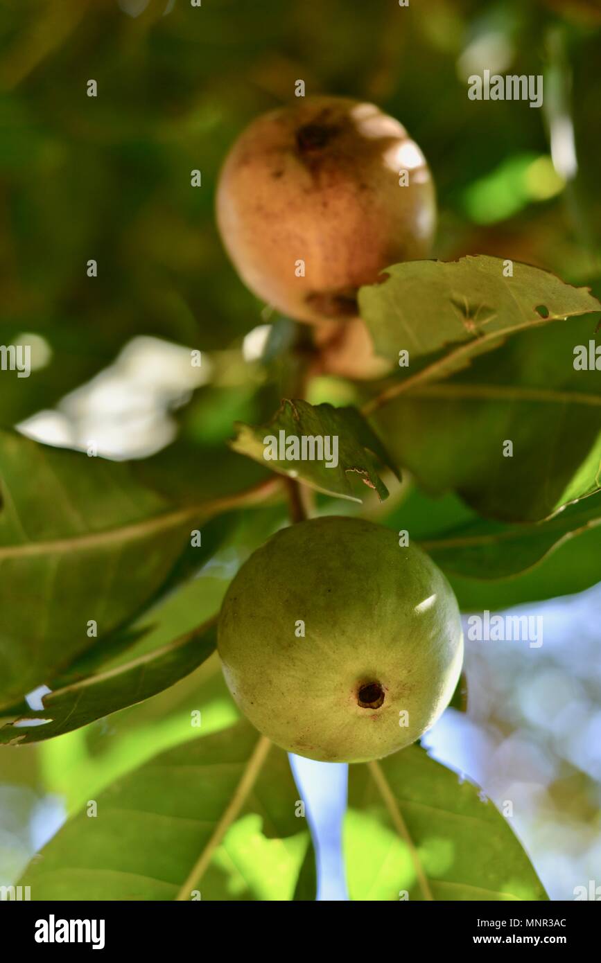 Some native fruit yellow and green, Jourama Falls, Bruce Hwy, Yuruga ...