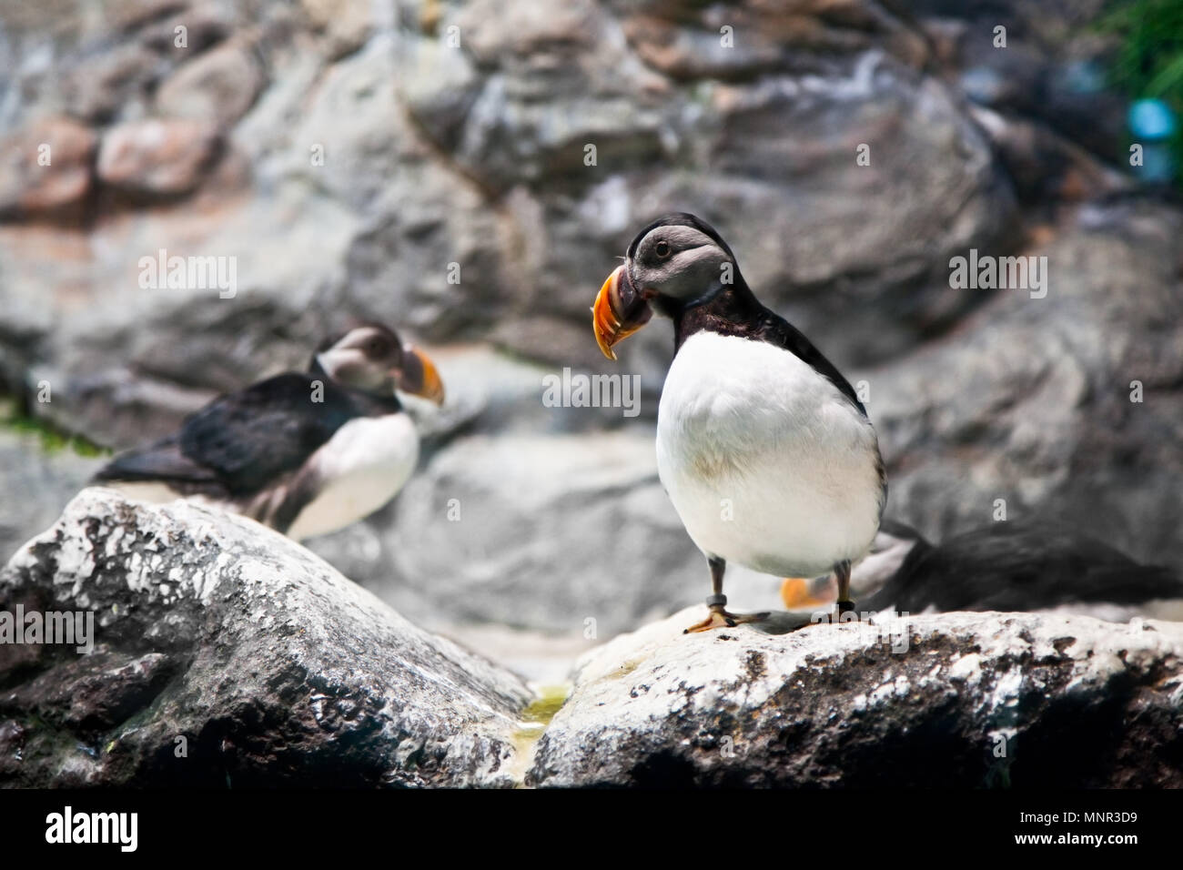 Atlantic puffin winter plumage hi-res stock photography and images - Alamy