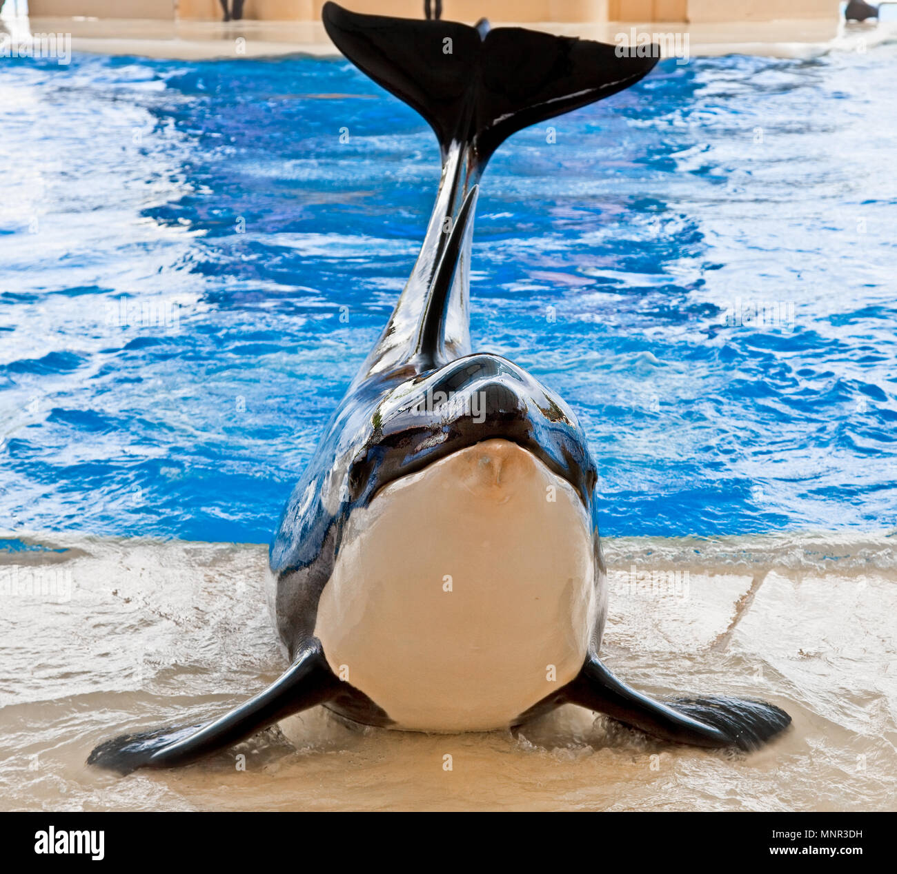 Whale In Swimming Pool