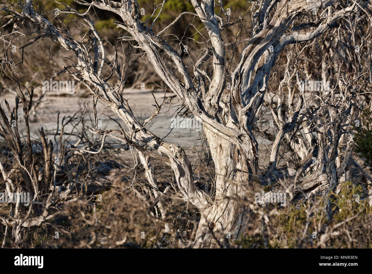 Trees of west australia hi-res stock photography and images - Alamy