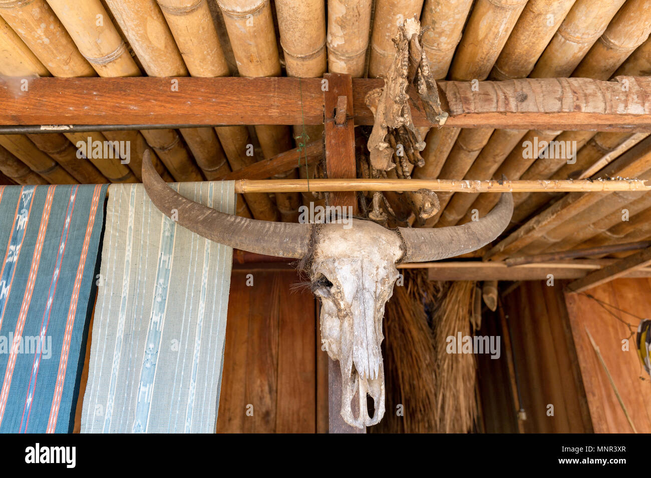 A closeup of a water buffalo skull and pig mandibles leftover from ...