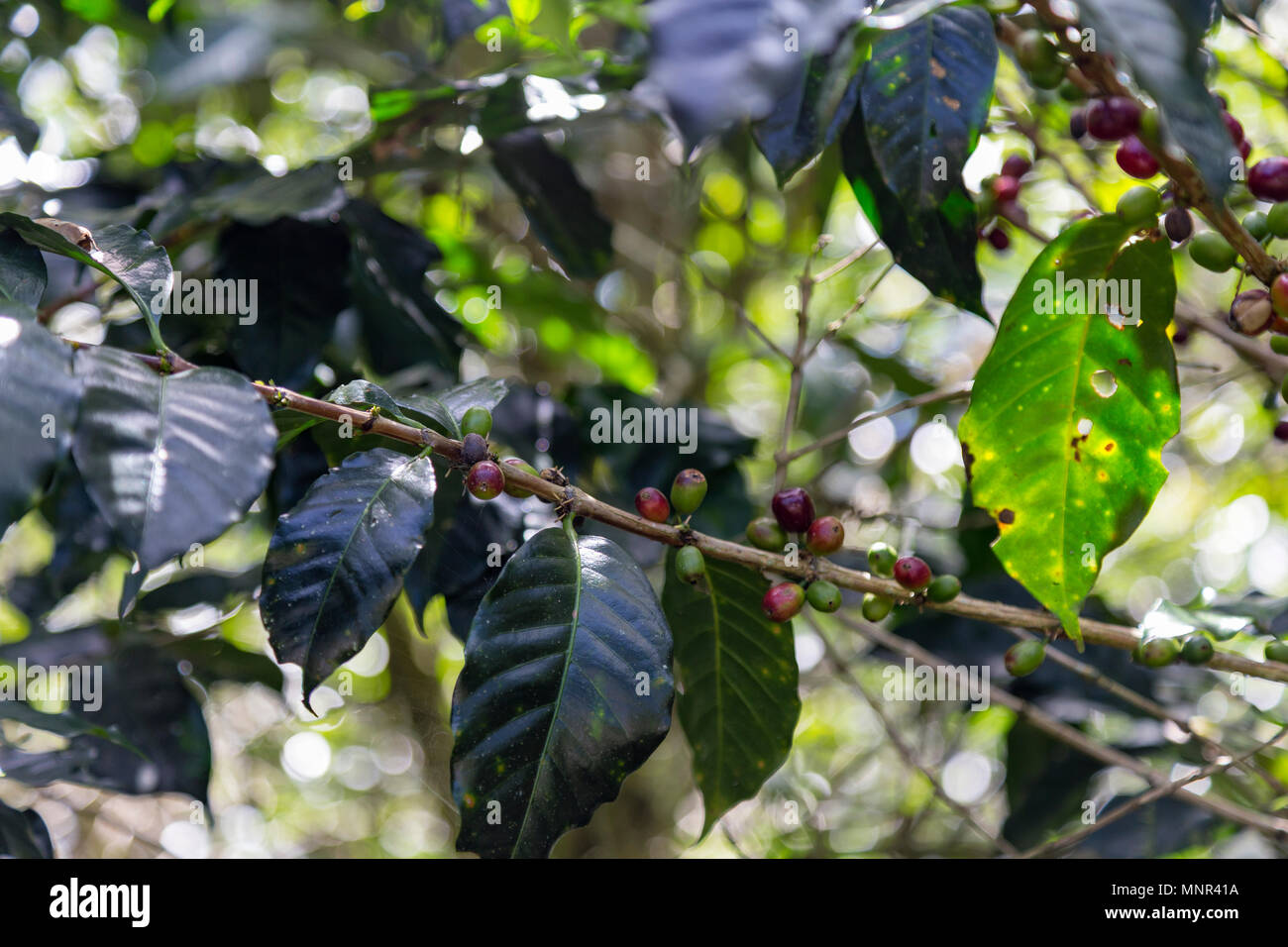 Red Flores Coffee Beans near Bajawa, Indonesia Stock Photo - Alamy