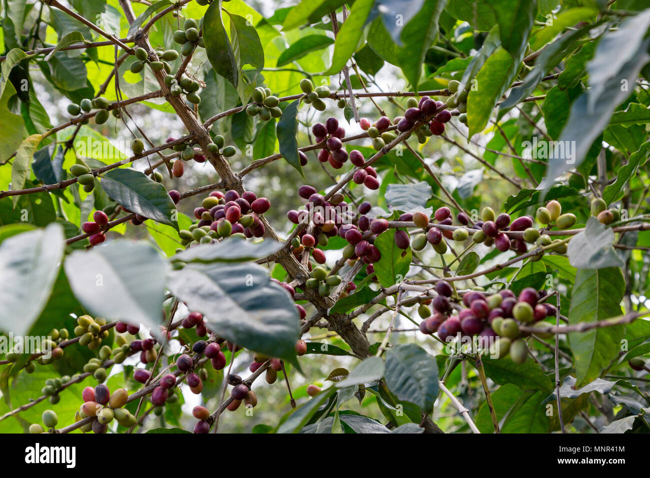 Wild red coffee beans on the side of the road in Flores, Indonesia ...