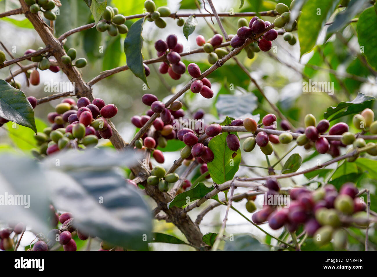 Amazing wild coffee growing on the side of the road in Flores ...