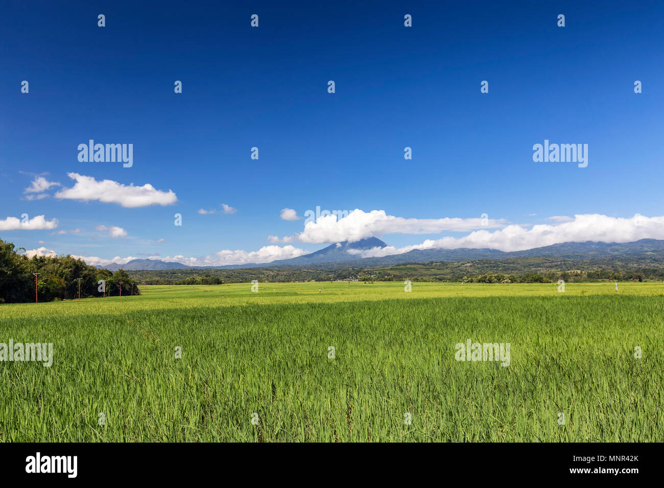 Varying shades of green rice fields with Ebulobo volcano in the ...