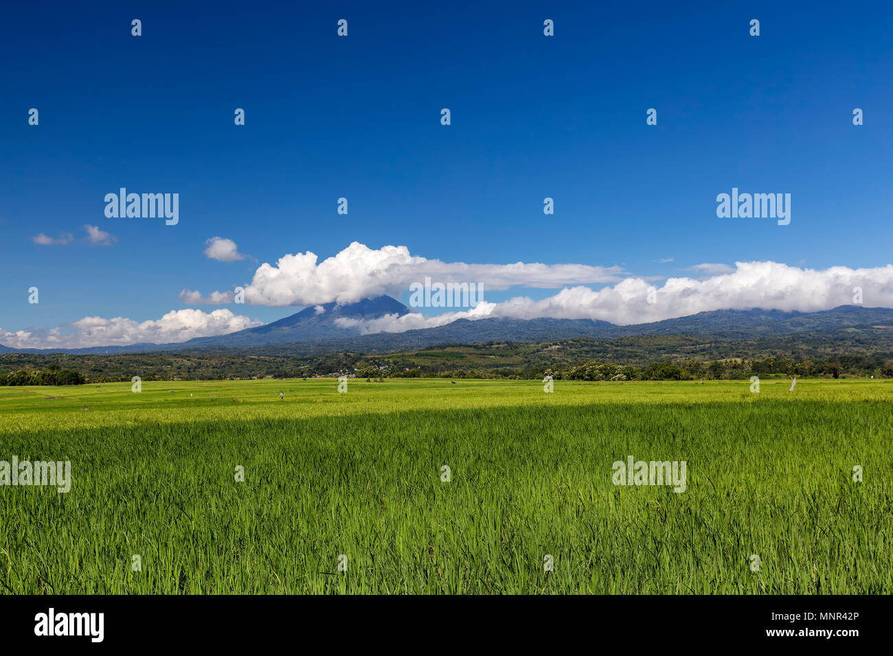 A beatufiul view of a green rice field with Ebulobo volcano in the ...