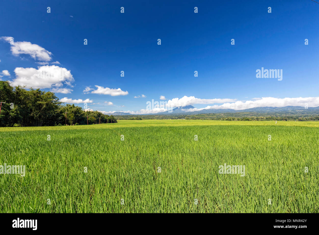 Rice fields wide angle view hi-res stock photography and images - Alamy