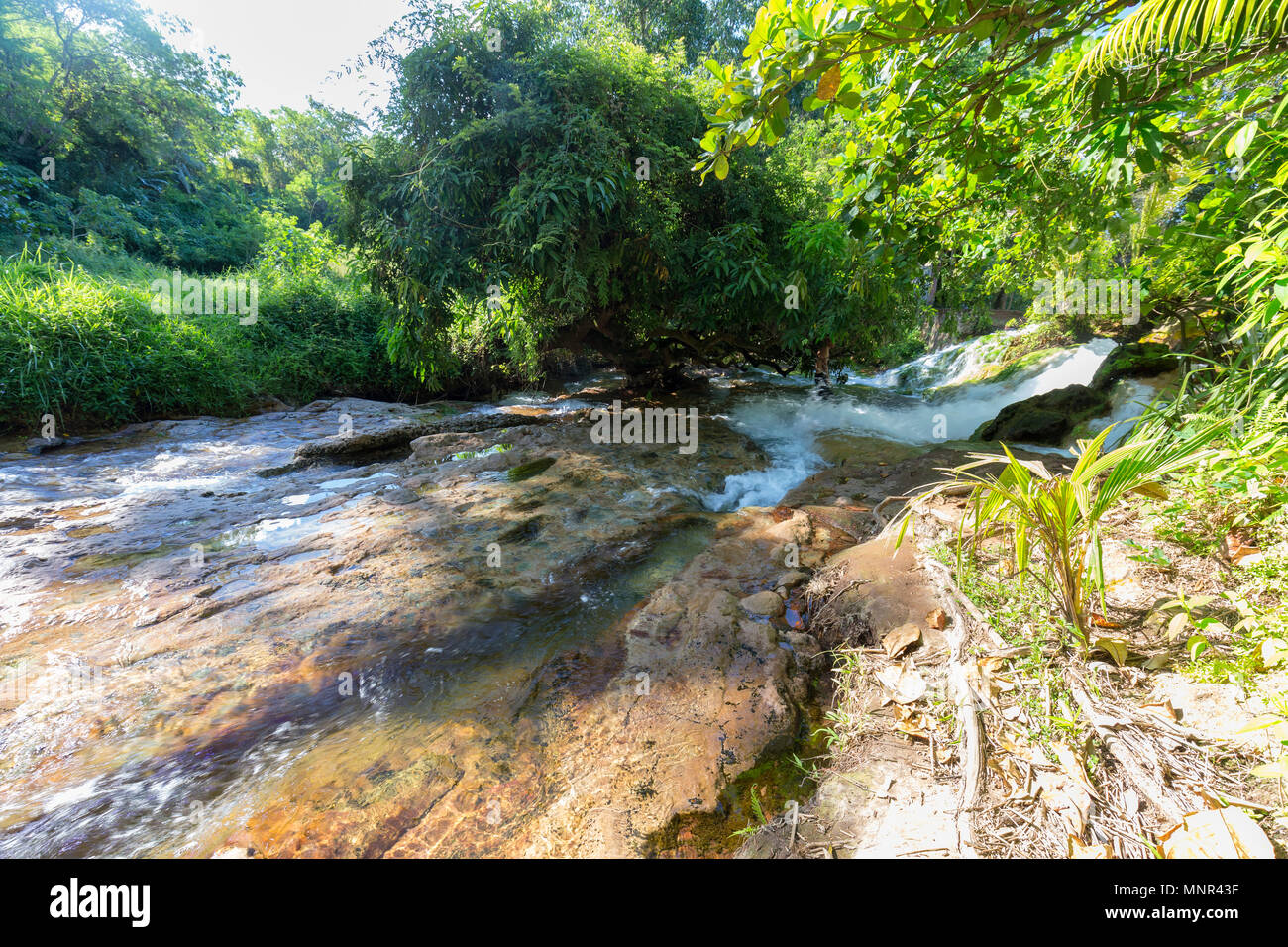 Tropical plants at the Mengeruda hot spring in Bajawa, Indonesia Stock ...